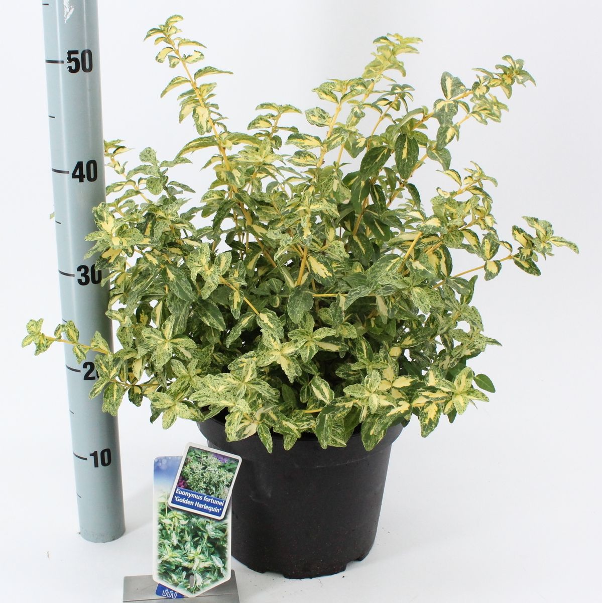 Euonymus fortunei GOLDEN HARLEQUIN — Рослини оптом FlorAccess