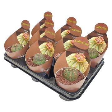 Euphorbia obesa — Mayorista de plantas FlorAccess