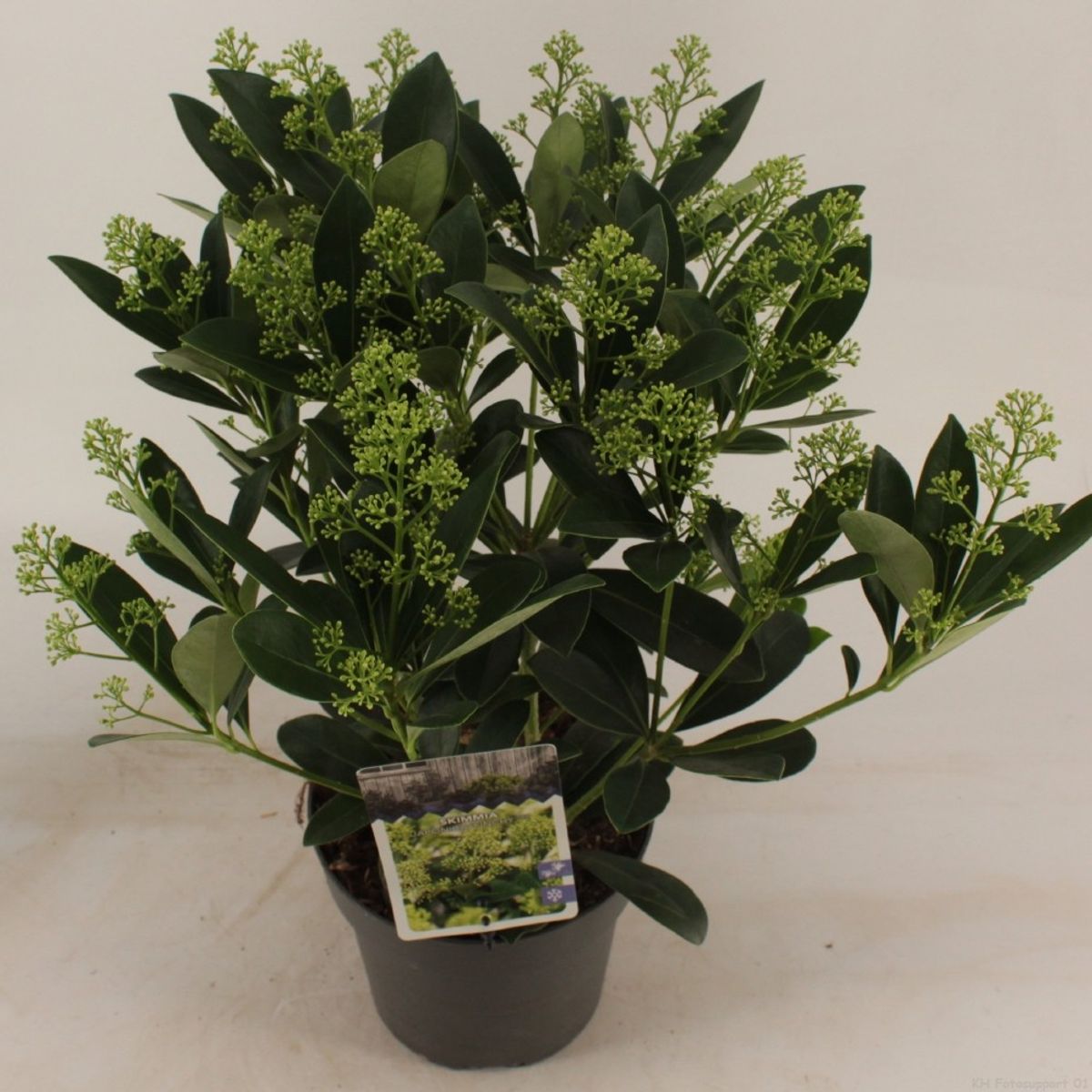 Skimmia japonica 'Finchy' — Plant Wholesale FlorAccess