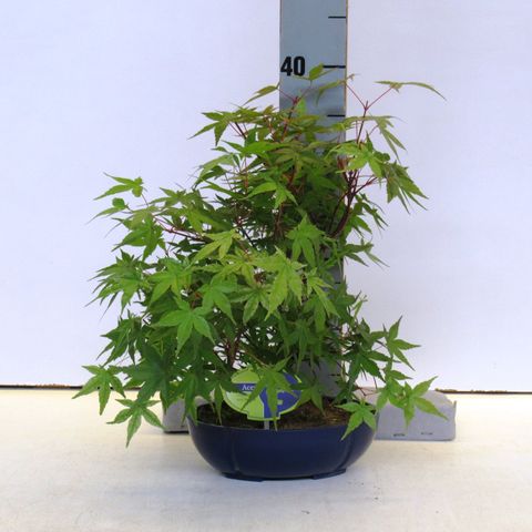 Acer palmatum 'Deshôjô' — Plant Wholesale FlorAccess