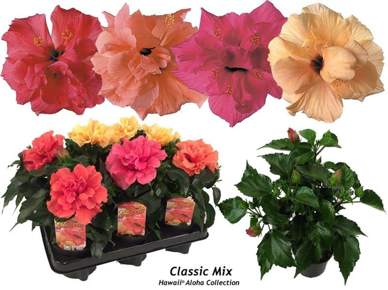 Hibiscus rosa-sinensis CLASSIC MIX — Plant Wholesale FlorAccess