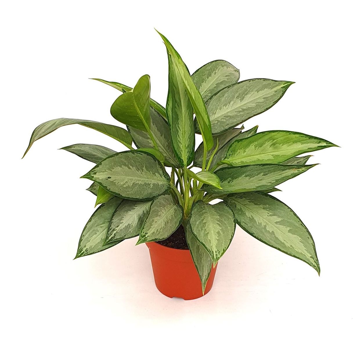 Aglaonema 'Silverado' — Plant Wholesale FlorAccess