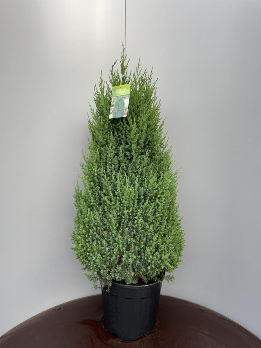 Juniperus chinensis 'Stricta' — Plant Wholesale FlorAccess