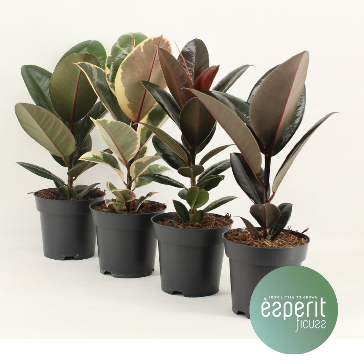 Ficus elastica MIX — Plant Wholesale FlorAccess