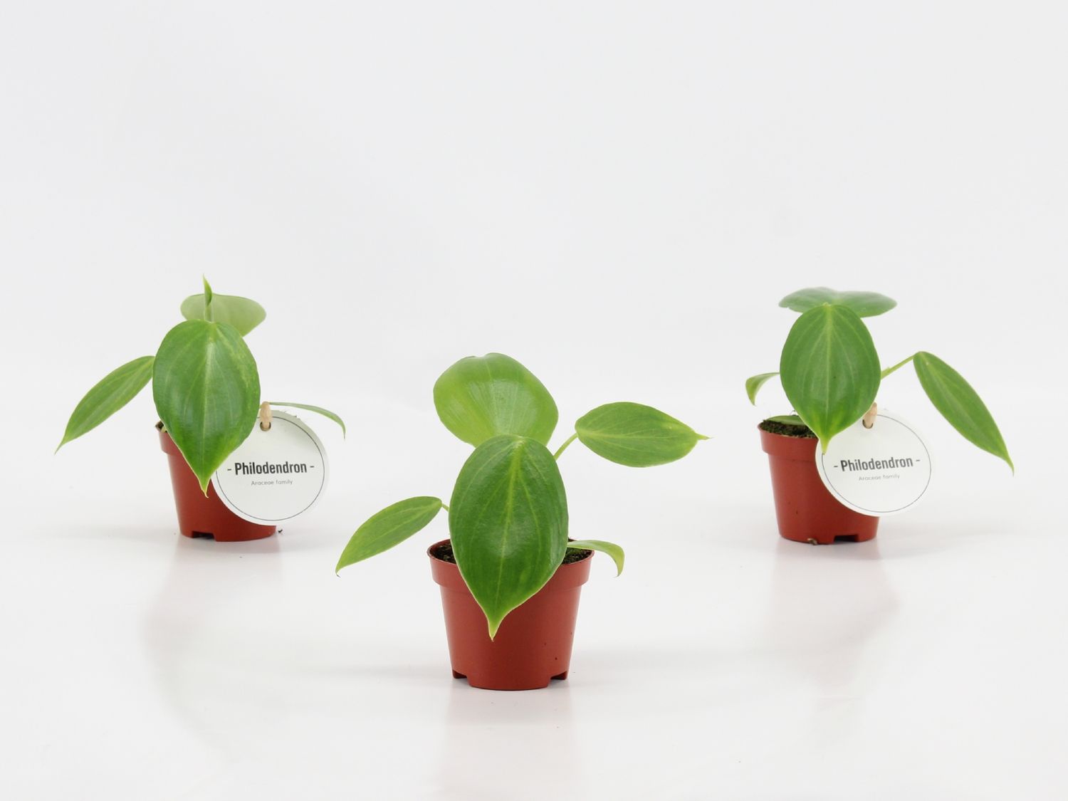 Philodendron pittieri — Plant Wholesale FlorAccess