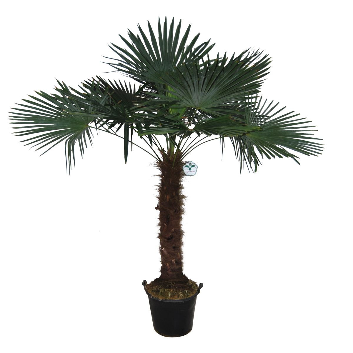 Trachycarpus fortunei — Plant Wholesale FlorAccess