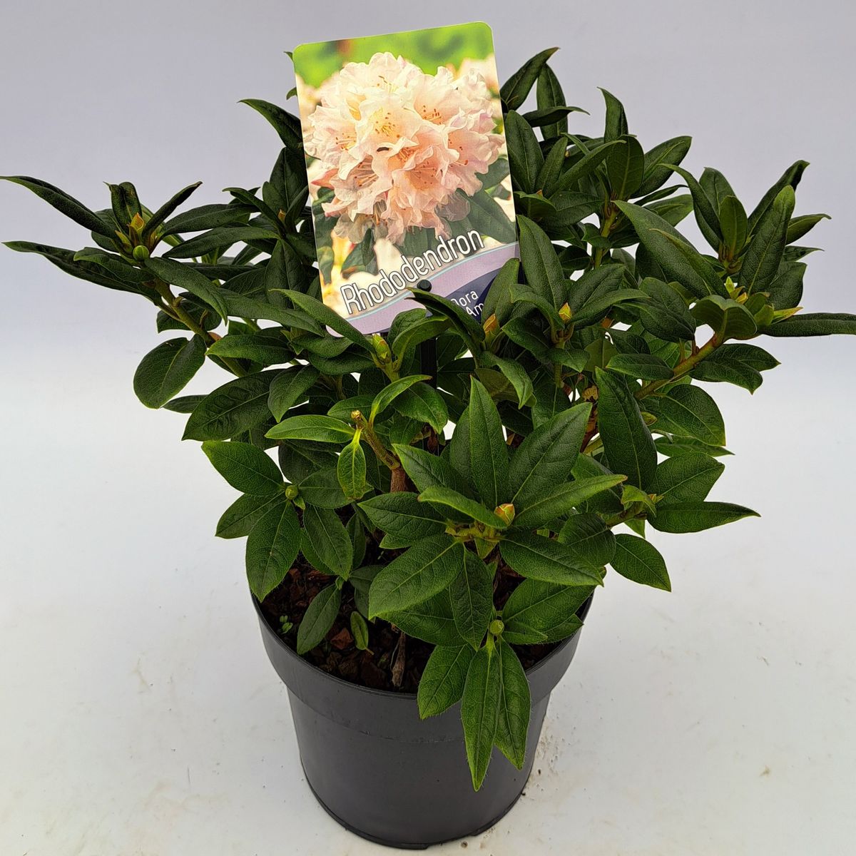 Rhododendron 'Dora Amateis' — Plant Wholesale FlorAccess
