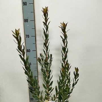 Leucadendron 'African Spice' — Plant Wholesale FlorAccess