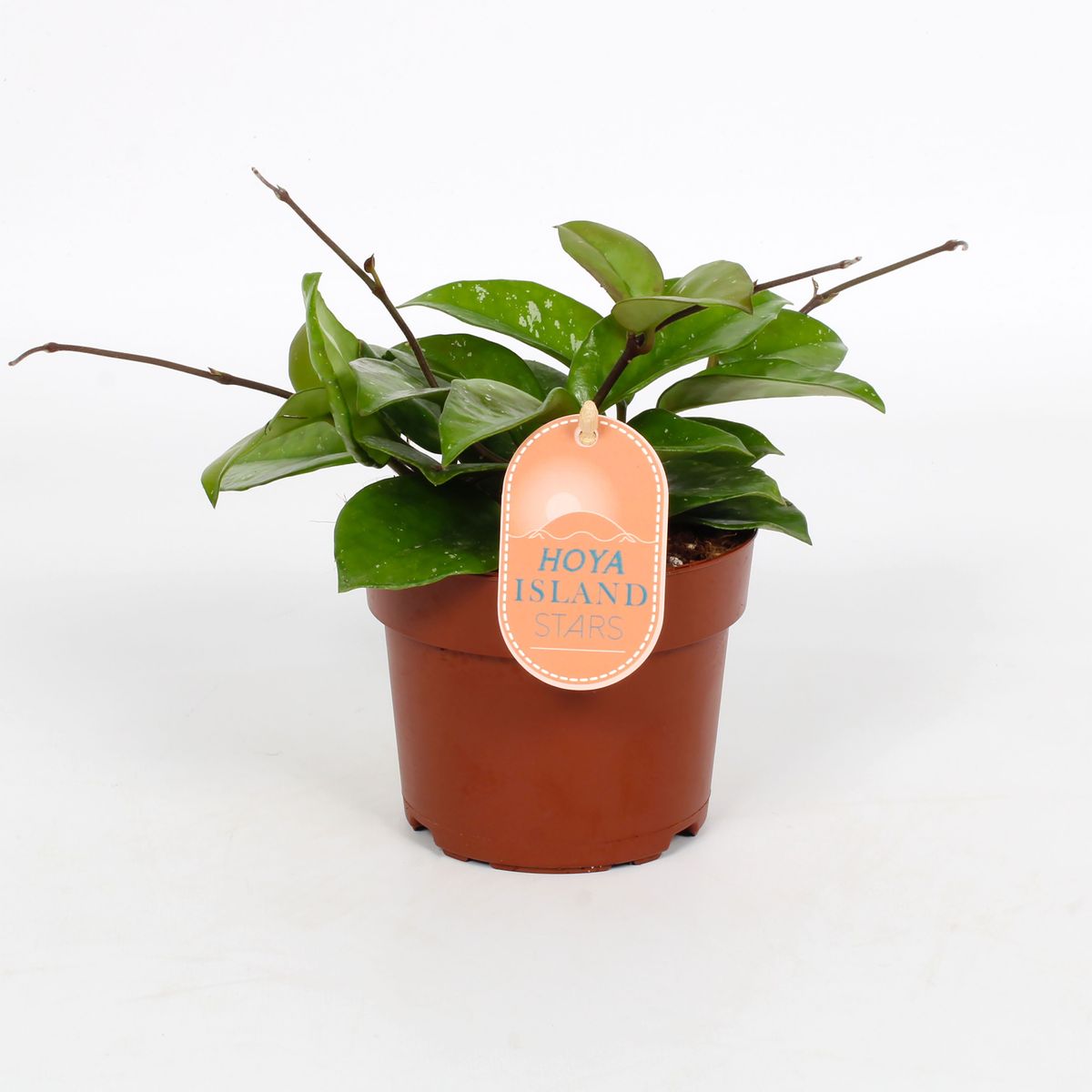 Hoya carnosa 'Freckles Splash' — Plant Wholesale FlorAccess