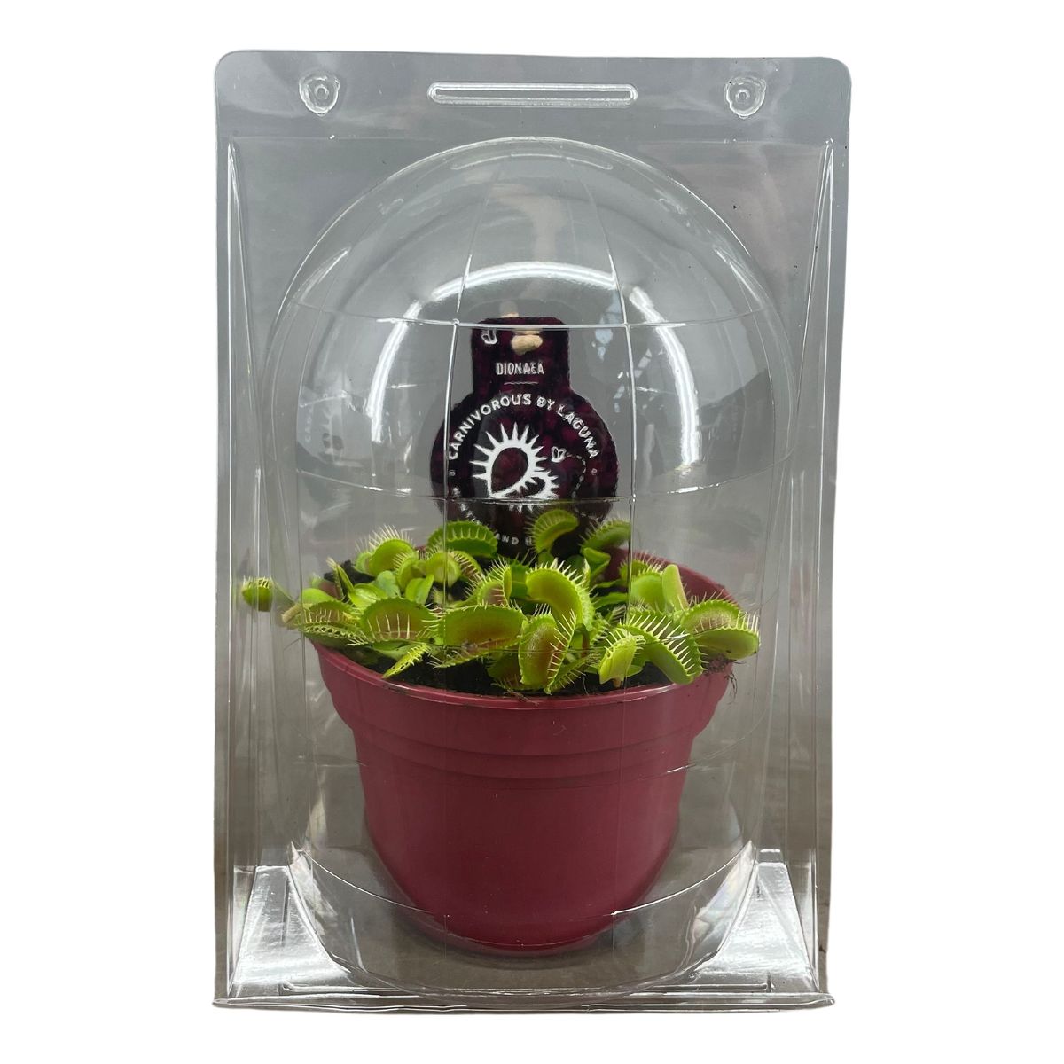 Dionaea muscipula JUMBO — Plant Wholesale FlorAccess