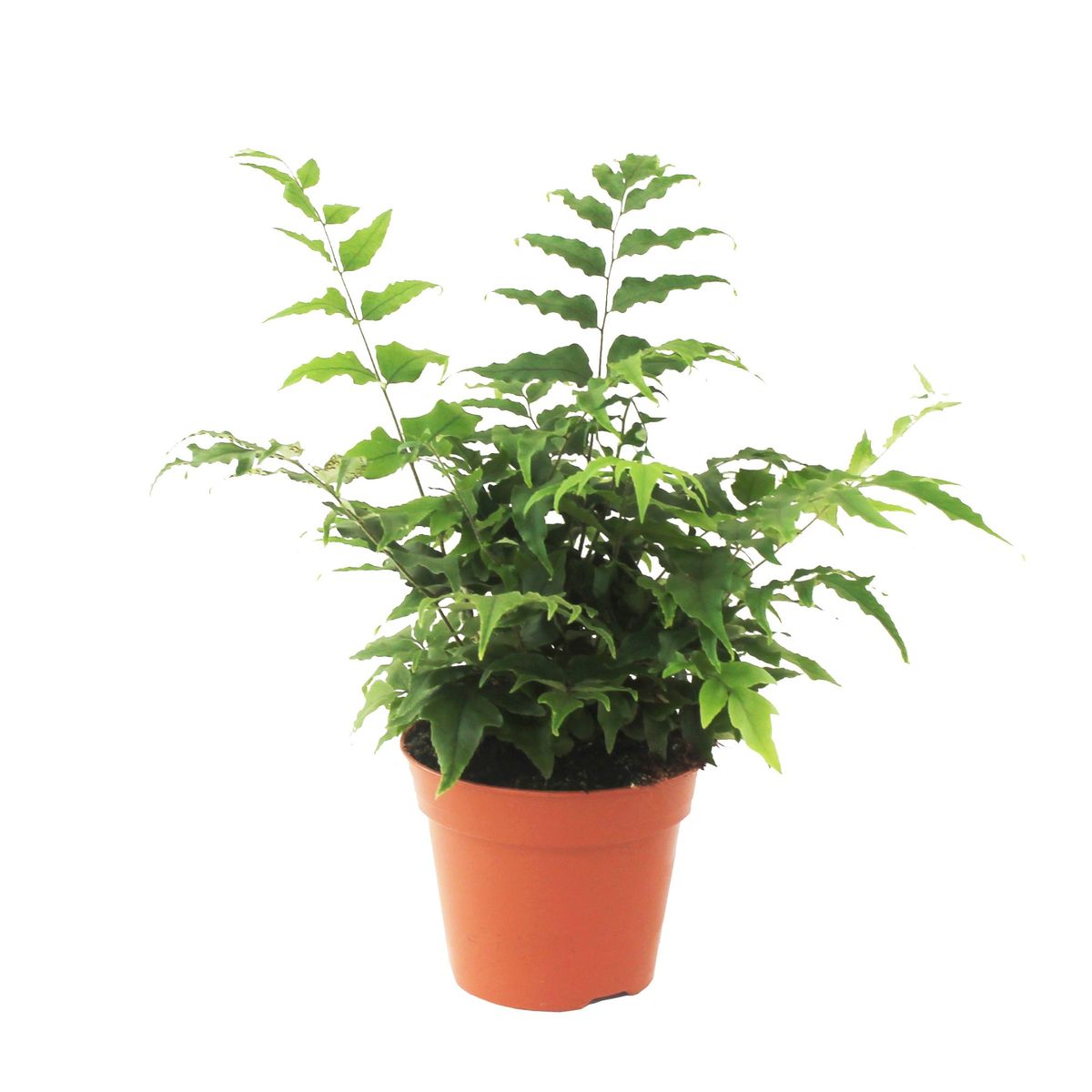 Cyrtomium fortunei — Plant Wholesale FlorAccess