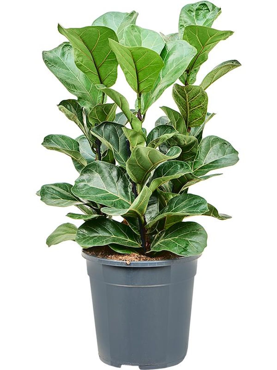 Ficus lyrata 'Bambino' — Plant Wholesale FlorAccess