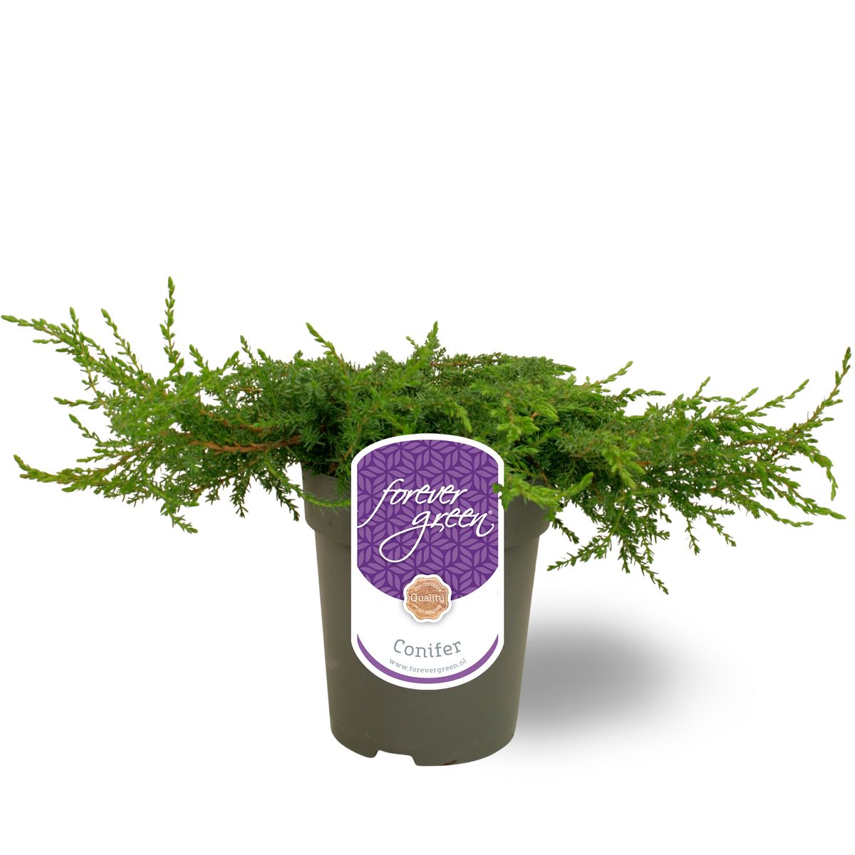Juniperus communis 'Green Carpet' — Рослини оптом FlorAccess