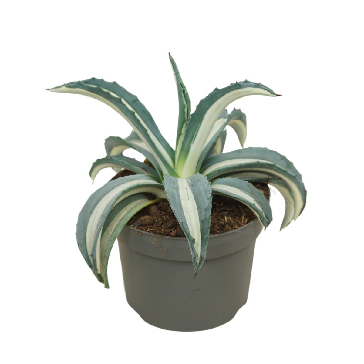 Agave americana 'Mediopicta Alba' — Plant Wholesale FlorAccess