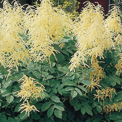 Aruncus dioicus — Plant Wholesale FlorAccess