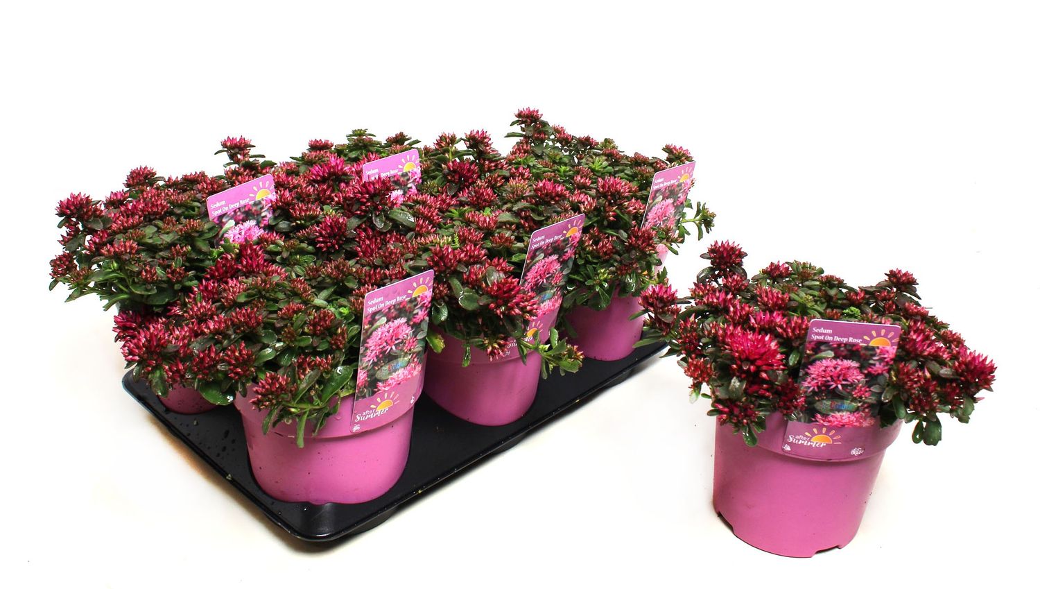 Sedum spurium SPOT ON DEEP ROSE — Plant Wholesale FlorAccess