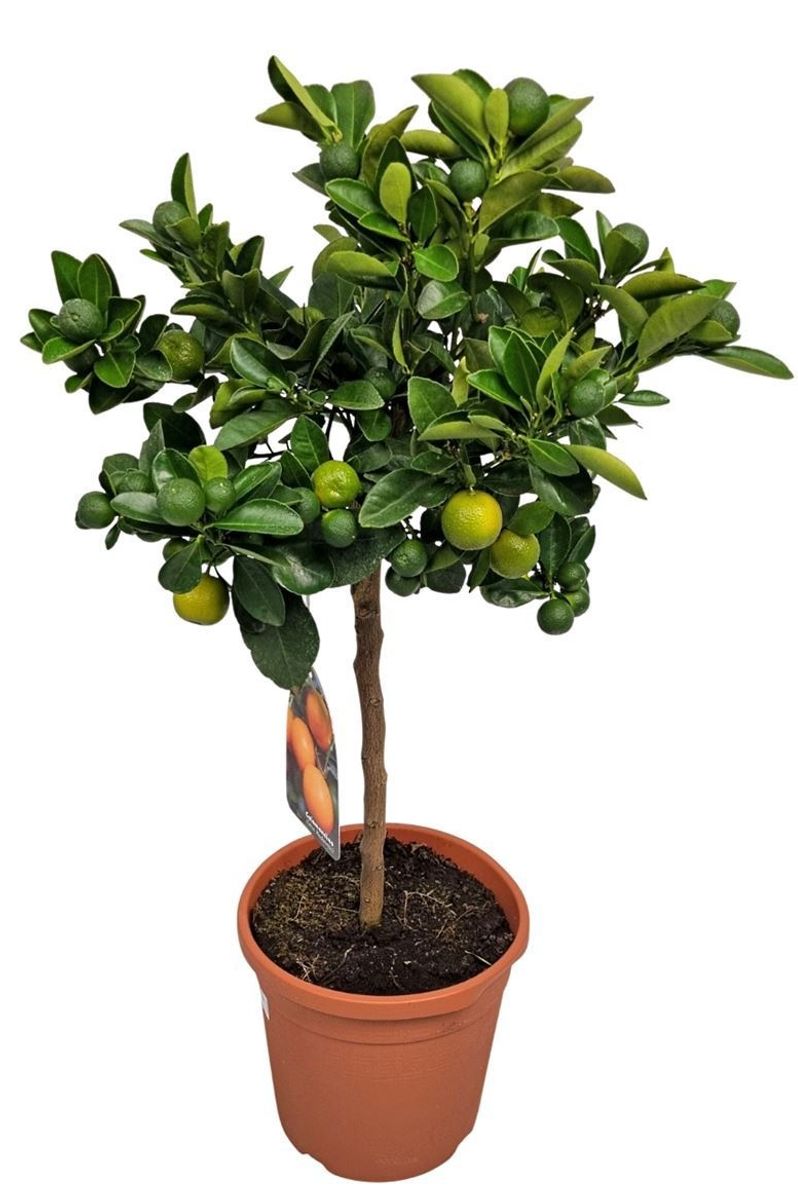 Citrus x microcarpa — Plant Wholesale FlorAccess