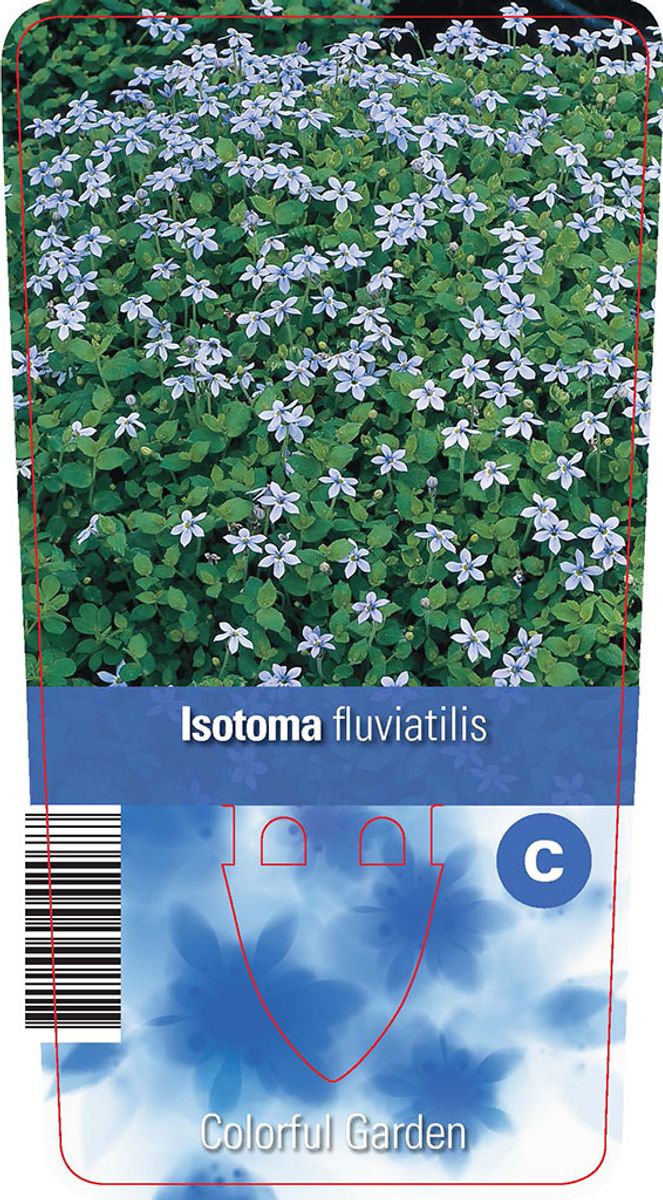 Isotoma fluviatilis — Plant Wholesale FlorAccess