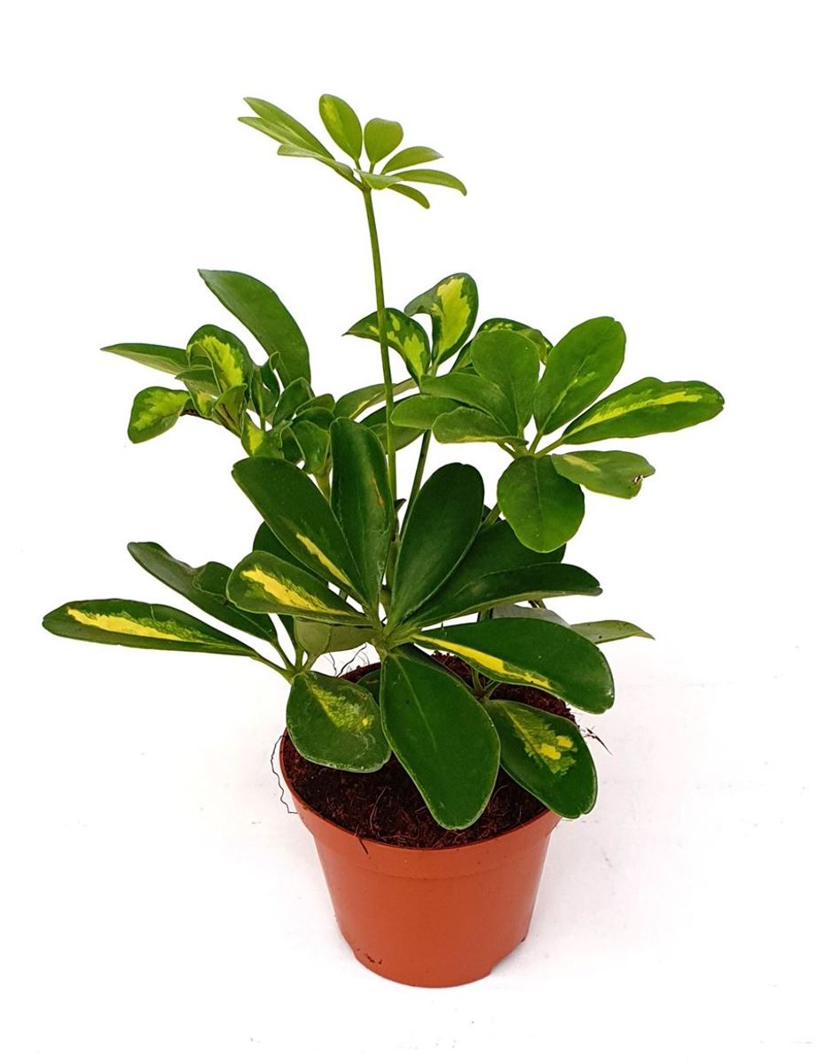 Schefflera arboricola 'Gold Capella' — Plant Wholesale FlorAccess