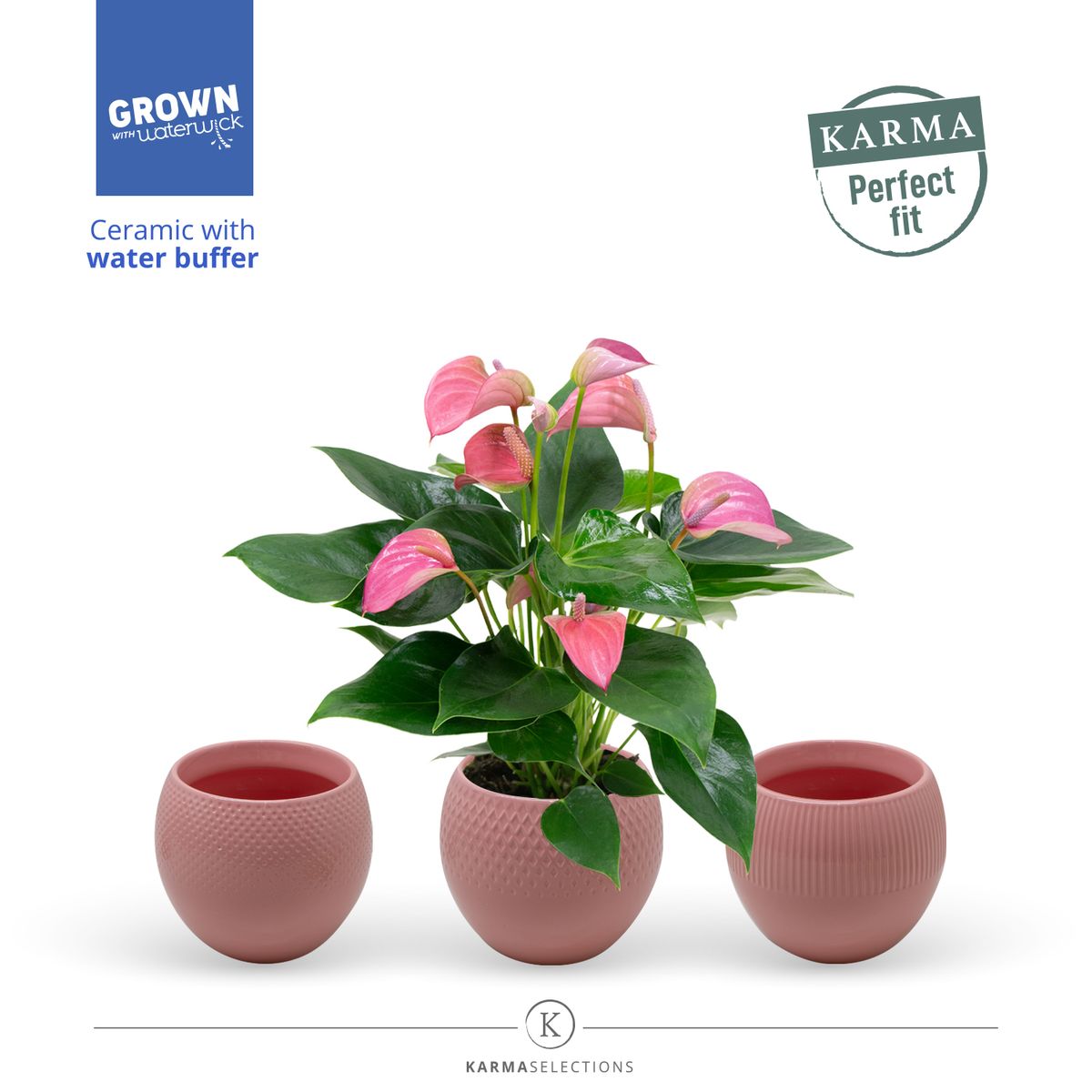 Anthurium JOLI — Plant Wholesale FlorAccess