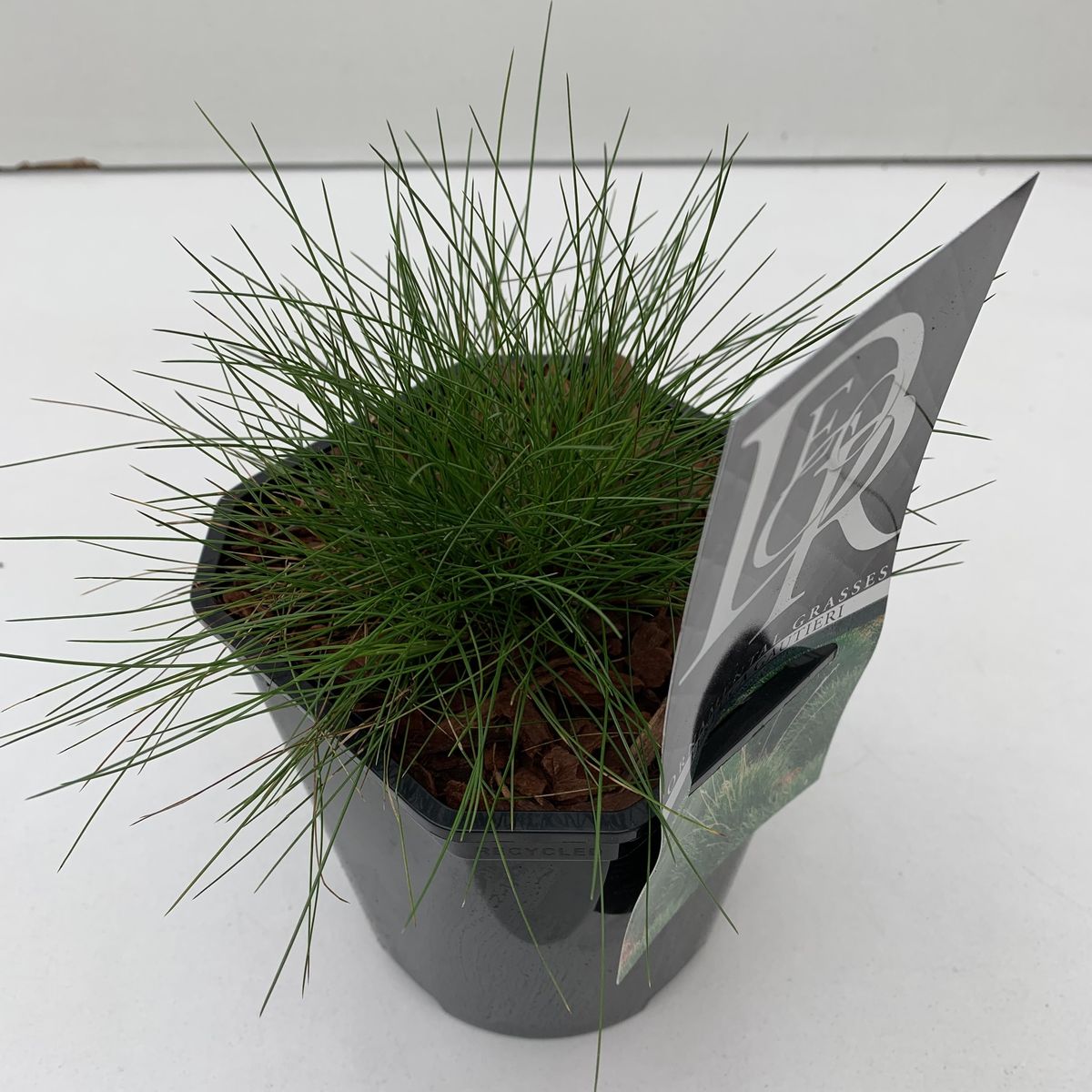 Festuca gautieri — Plant Wholesale FlorAccess