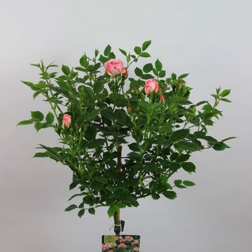 Rosa MIX — Plant Wholesale FlorAccess