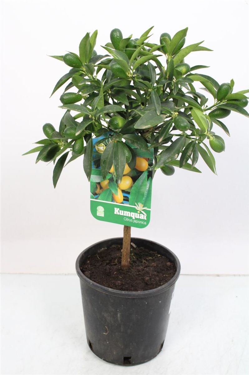 Citrus japonica — Plant Wholesale FlorAccess