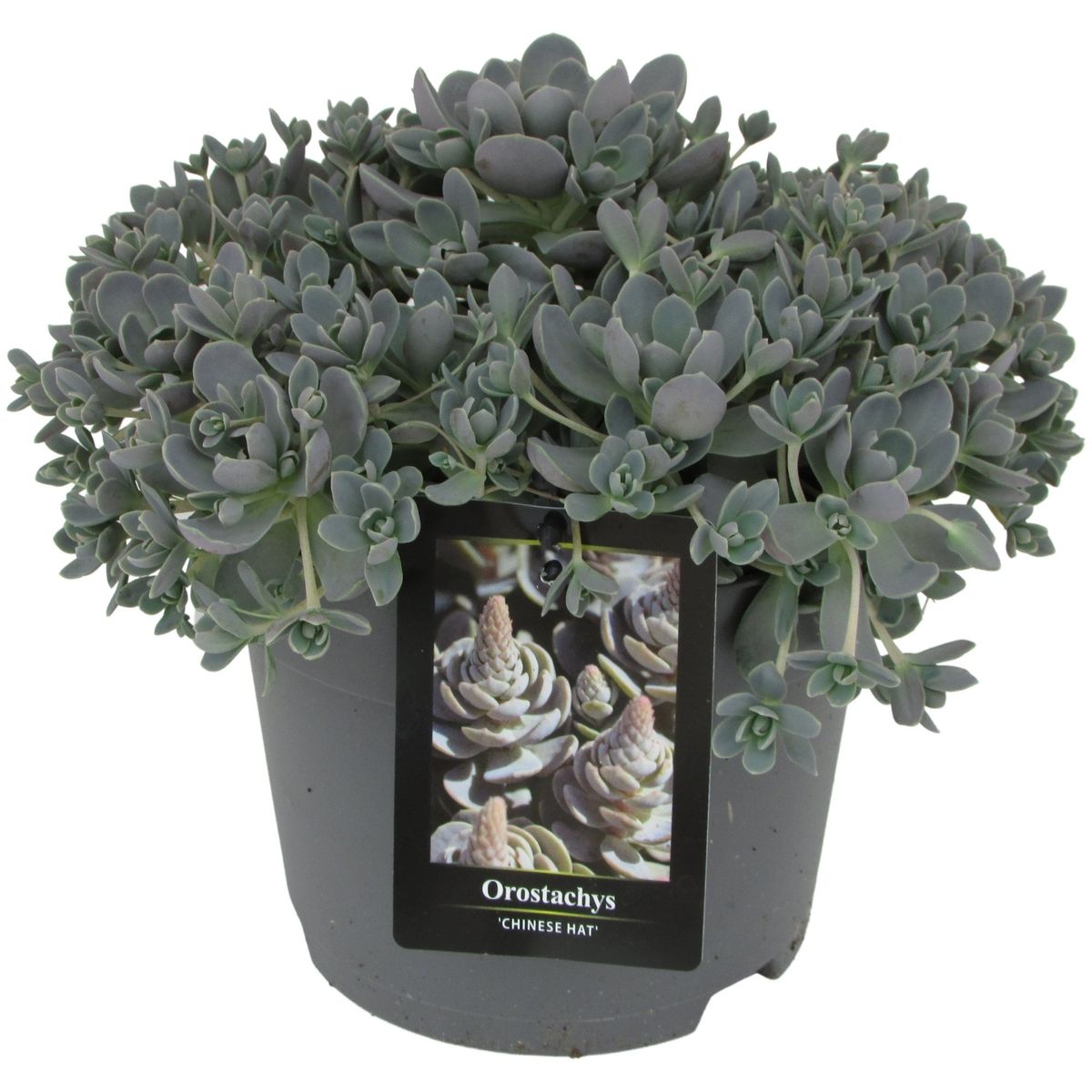 Orostachys iwarenge 'Chinese Hat' — Plant Wholesale FlorAccess