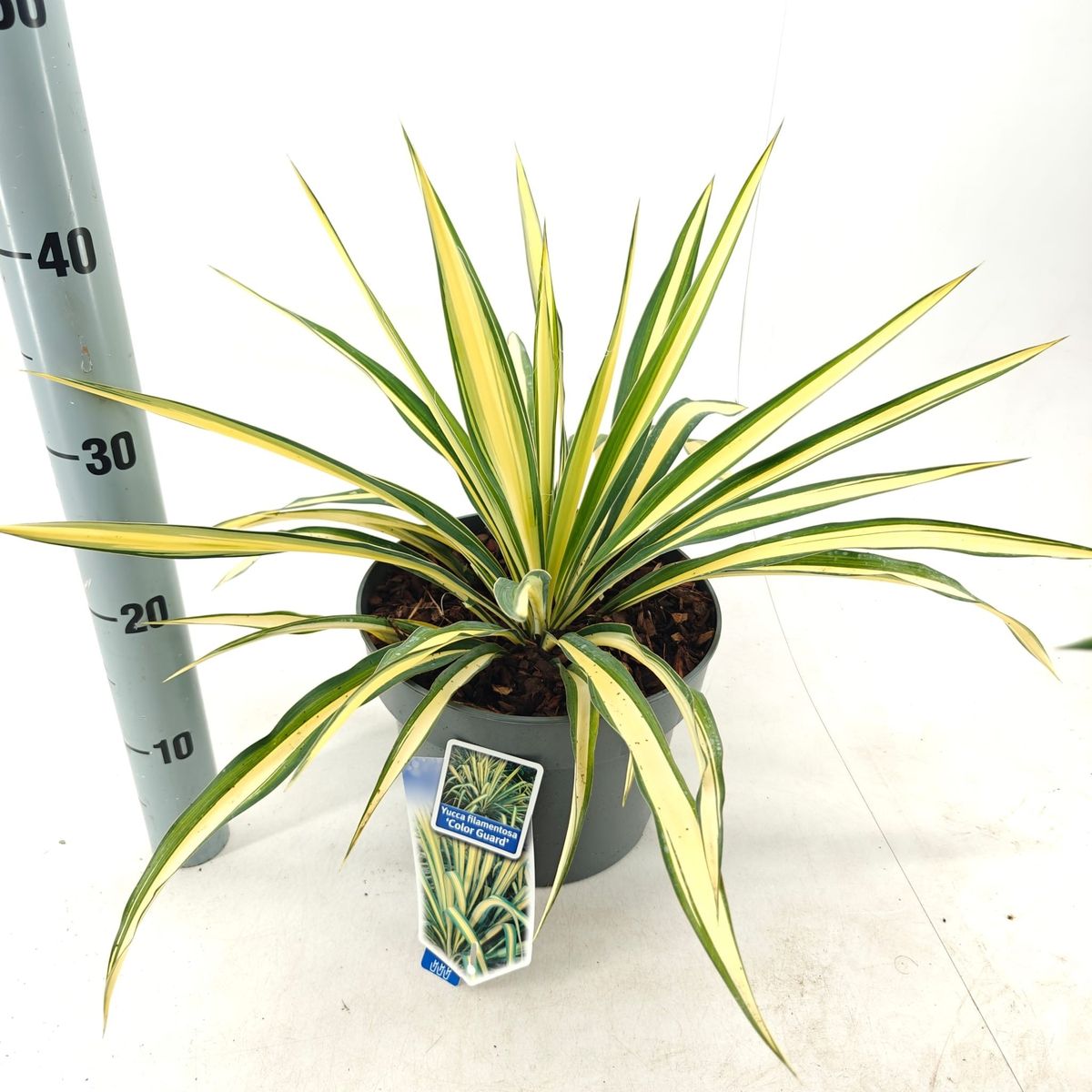 Yucca filamentosa 'Color Guard' — Plant Wholesale FlorAccess