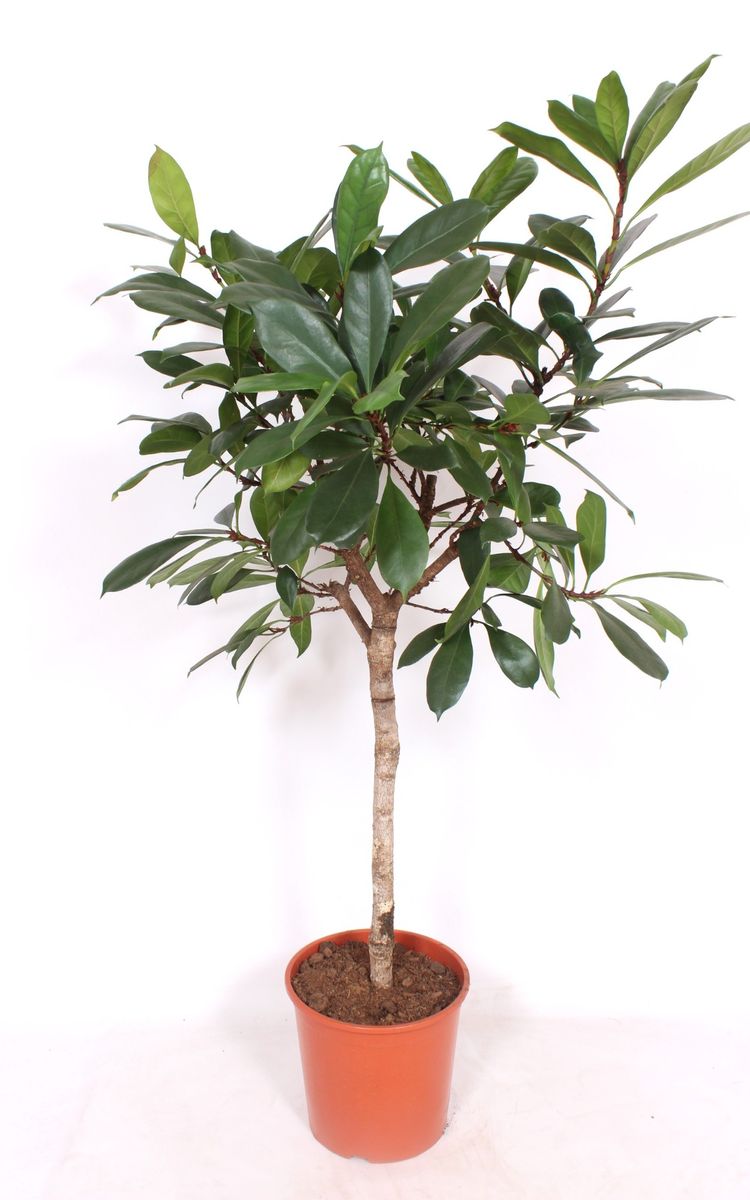 Ficus cyathistipula — Plant Wholesale FlorAccess