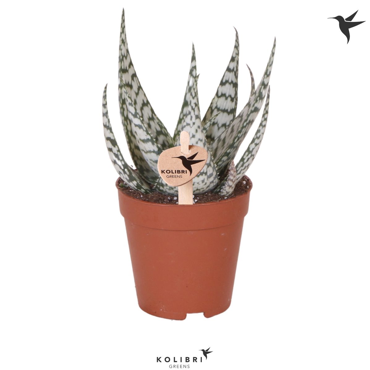 Aloe 'Bronze Lizard' — Plant Wholesale FlorAccess