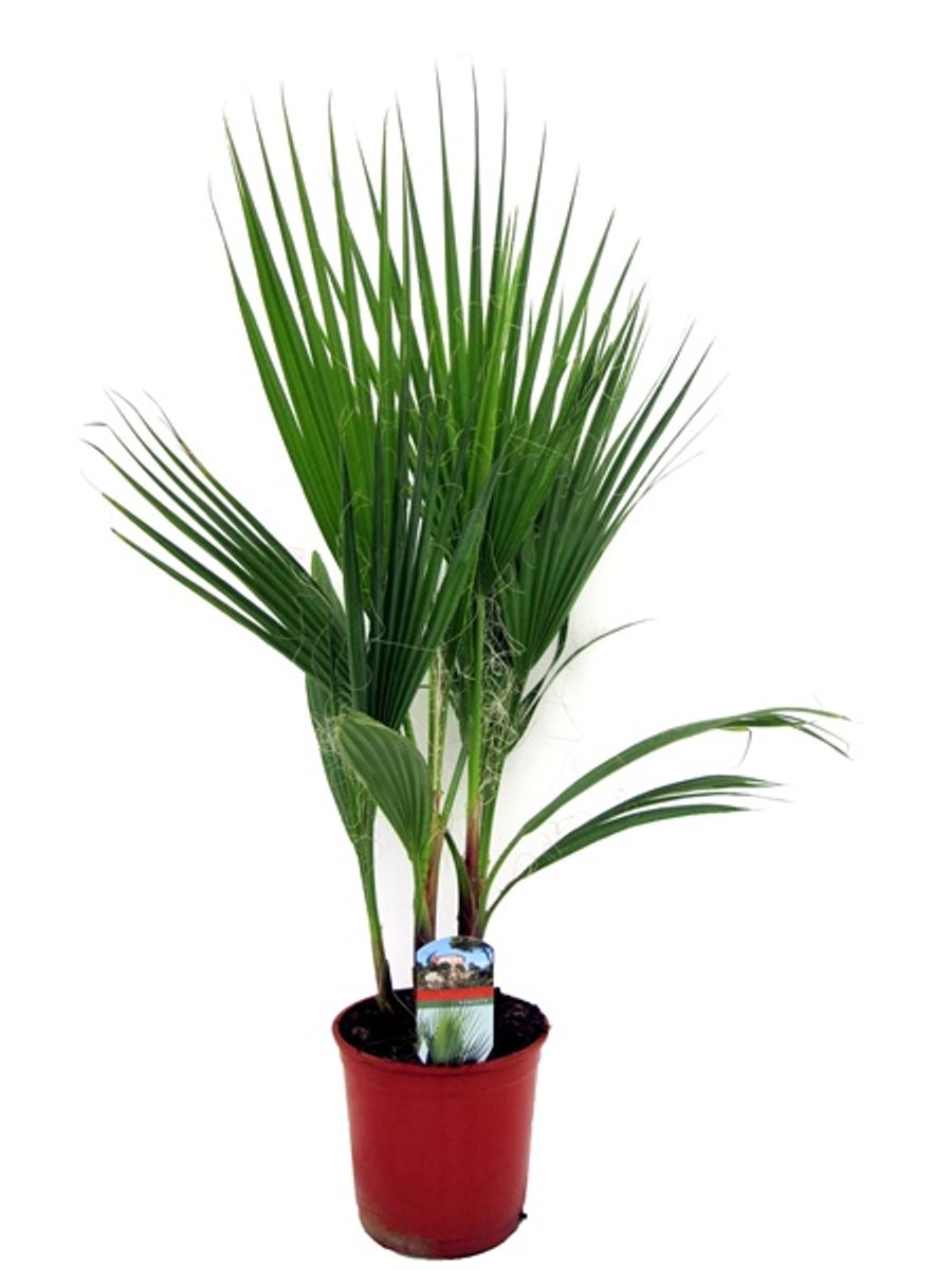 Washingtonia robusta — Plant Wholesale FlorAccess