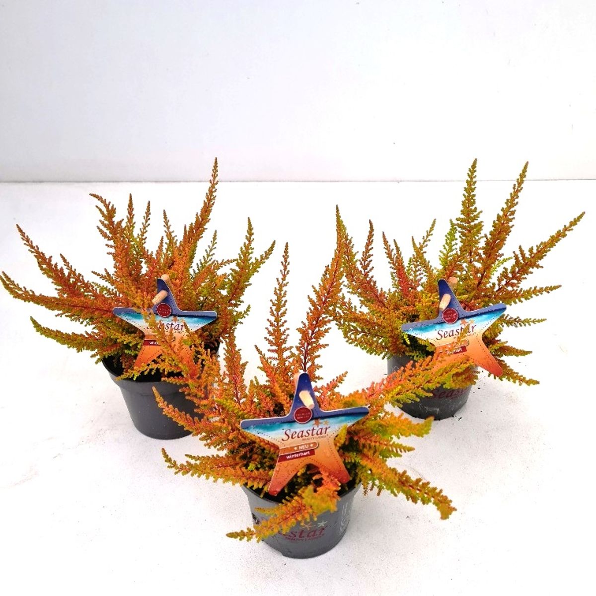 Calluna vulgaris BEAUTY LADIES SEASTAR — Plant Wholesale FlorAccess