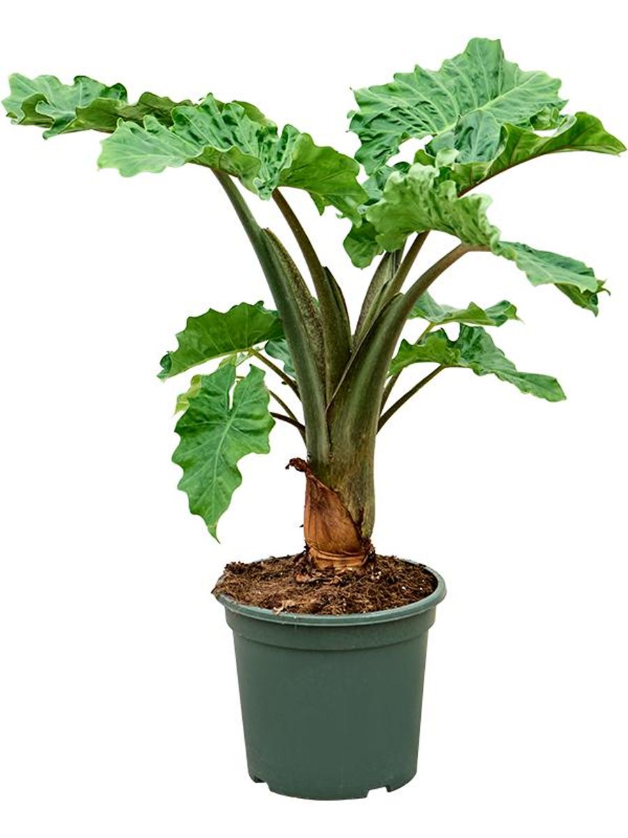 Alocasia 'Low Rider' — Plant Wholesale FlorAccess