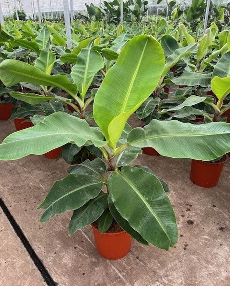 Musa 'Dwarf Cavendish' — Plant Wholesale FlorAccess