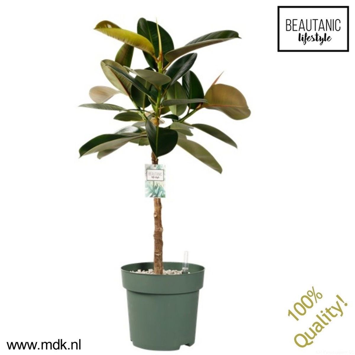 Ficus elastica 'Robusta' — Plant Wholesale FlorAccess