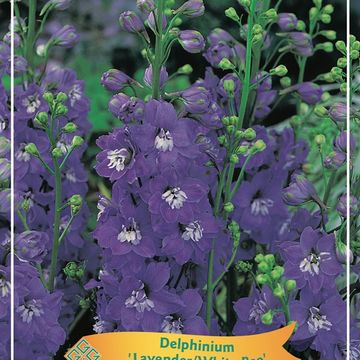 Delphinium MIX — Plant Wholesale FlorAccess