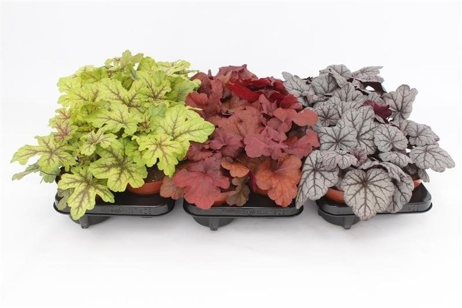 Heuchera MIX — Plant Wholesale FlorAccess