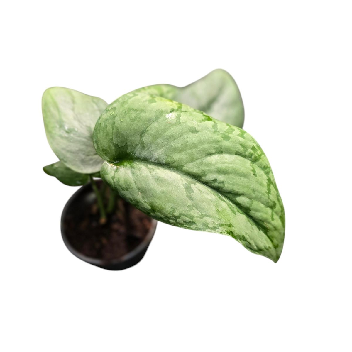 Scindapsus 'Silver Splash' — Plant Wholesale FlorAccess