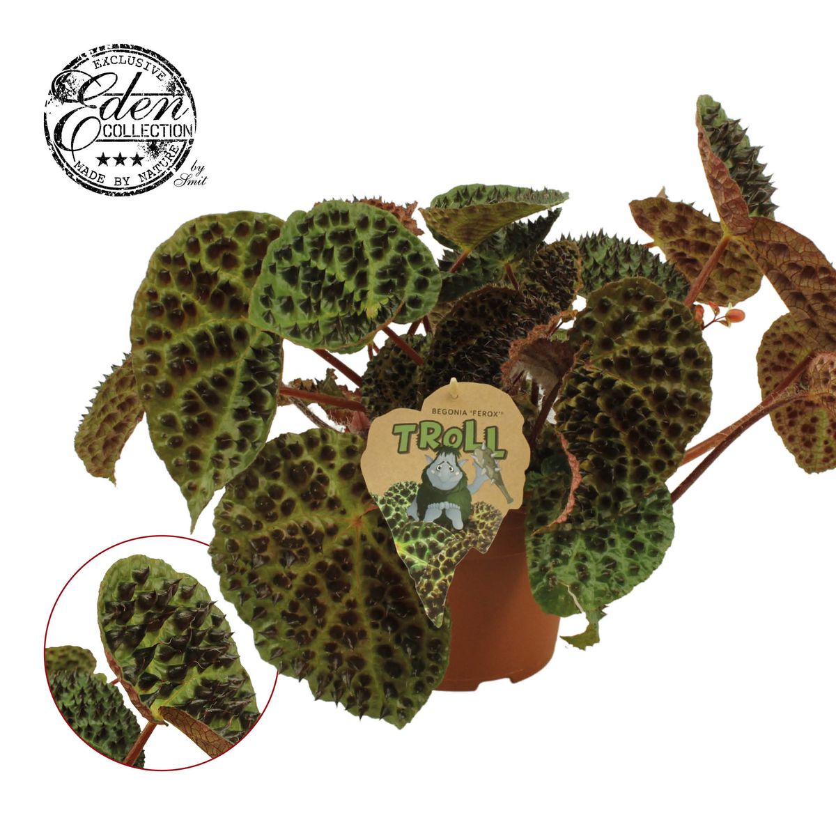 Begonia ferox — Plant Wholesale FlorAccess