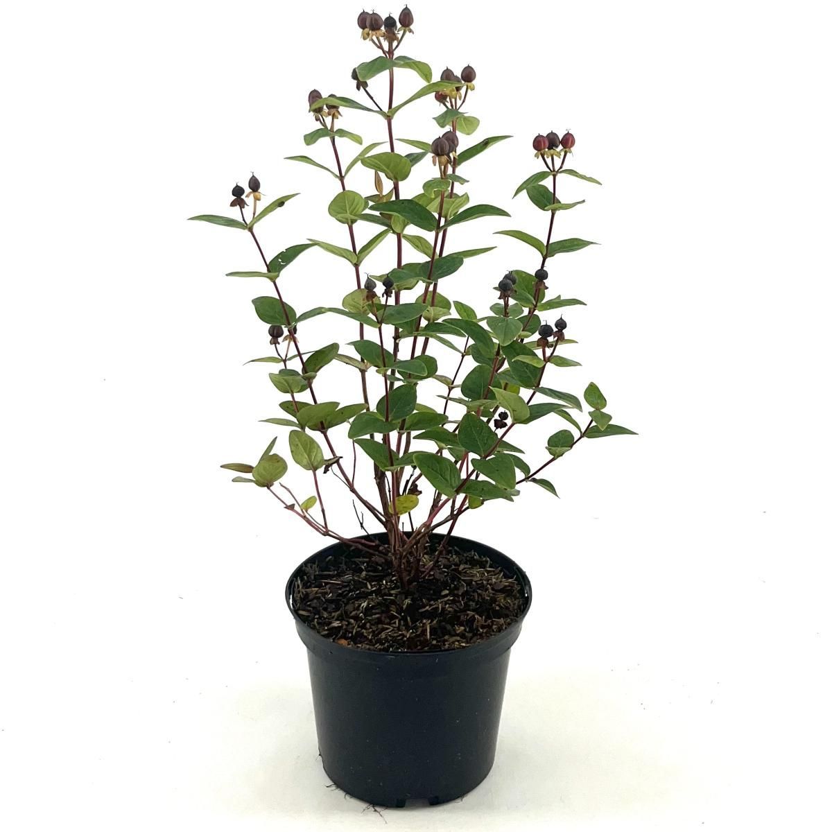 Hypericum MIRACLE WONDER — Grossiste en Plantes FlorAccess