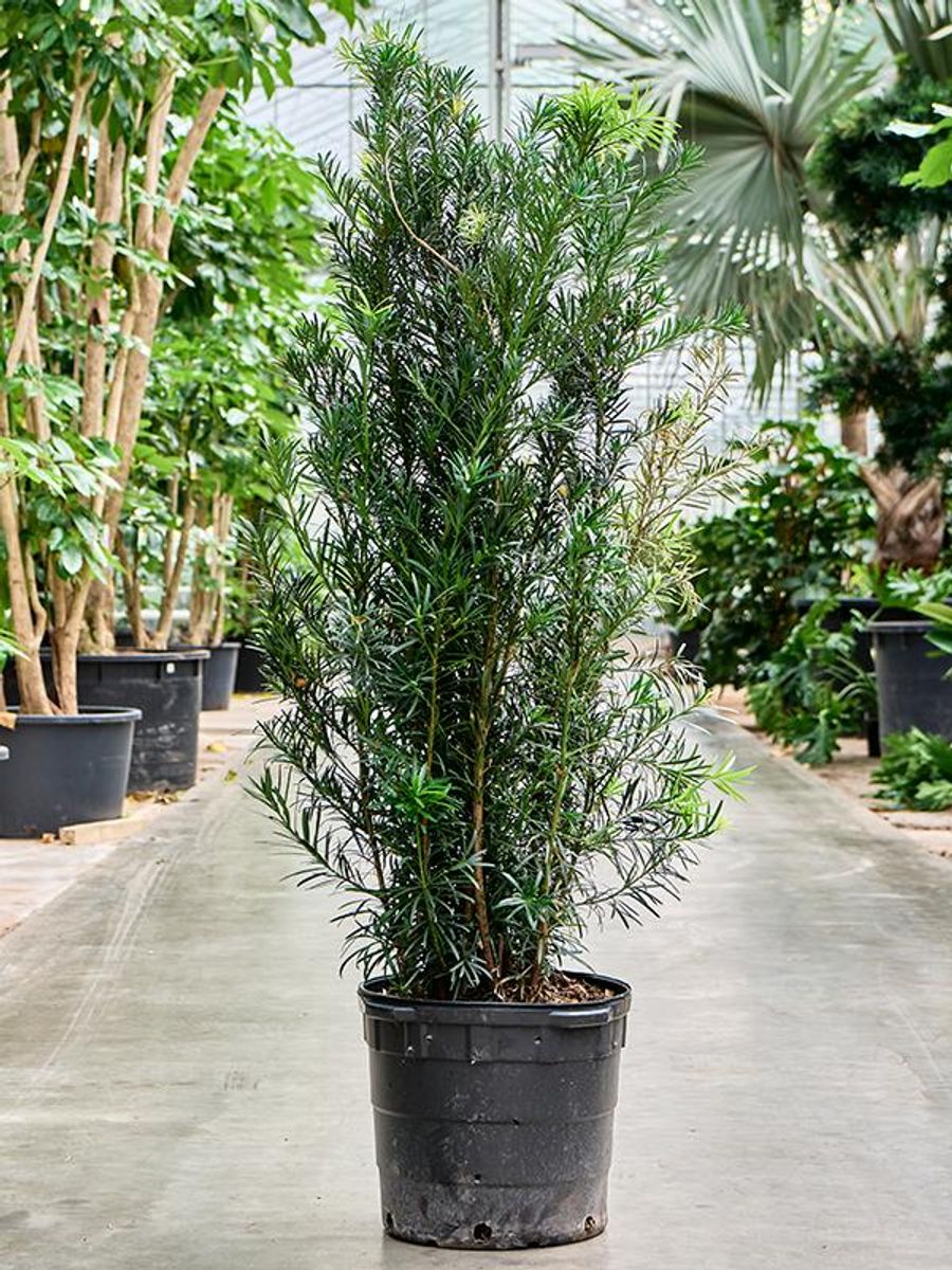Podocarpus macrophyllus — Рослини оптом FlorAccess
