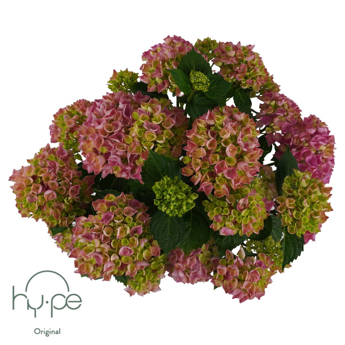 Hydrangea macrophylla HI RIVER PINK — Plant Wholesale FlorAccess