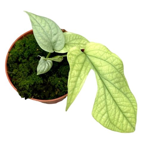Amydrium medium SILVER — Plant Wholesale FlorAccess