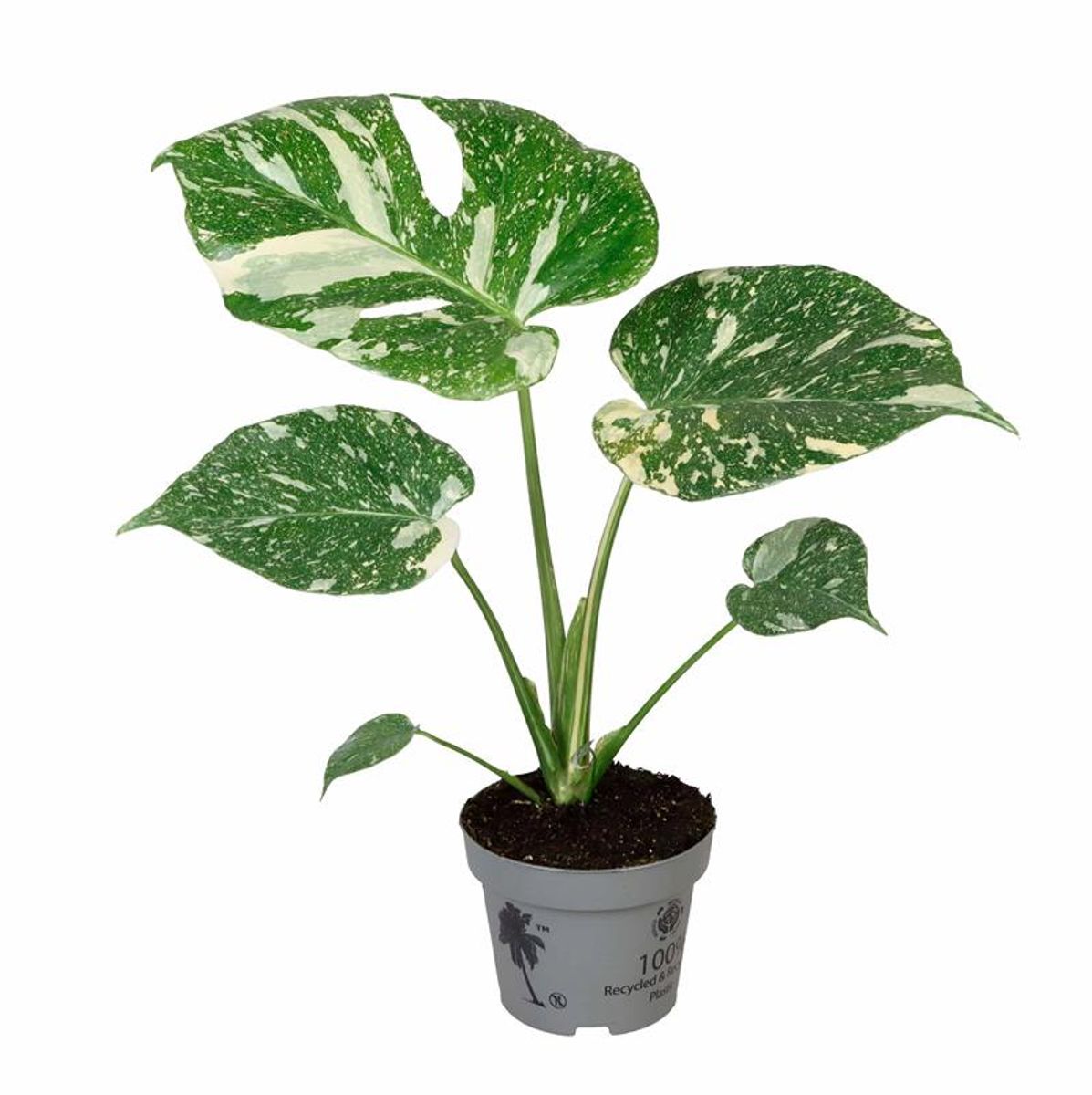 Monstera 'Thai Constellation' — Plant Wholesale FlorAccess