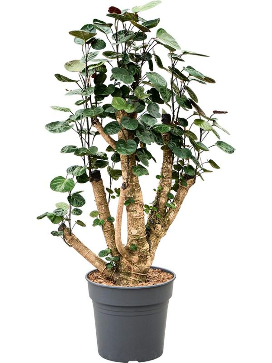 Polyscias 'Fabian' — Plant Wholesale FlorAccess
