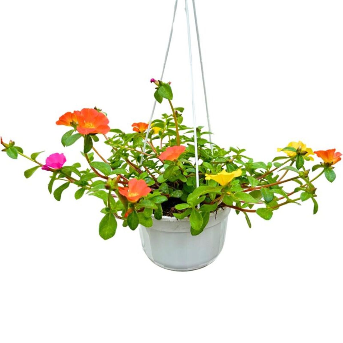 Portulaca MIX IN POT — Plant Wholesale FlorAccess