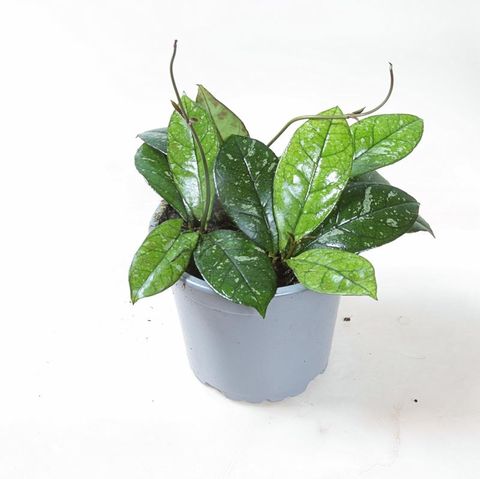 Hoya 'Crassipetiolata Splash' — Plant Wholesale FlorAccess