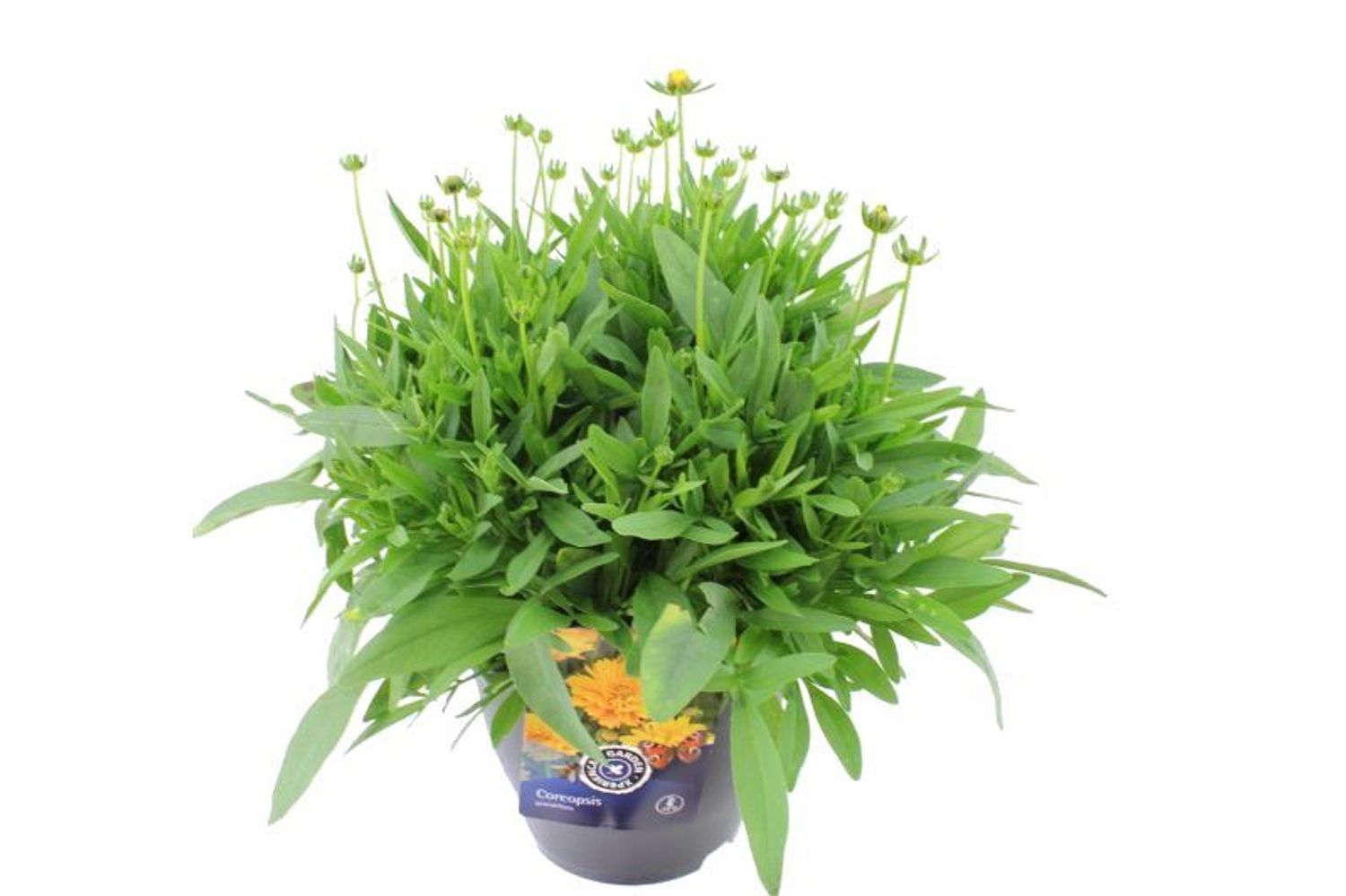 Coreopsis grandiflora 'Illico' — Рослини оптом FlorAccess