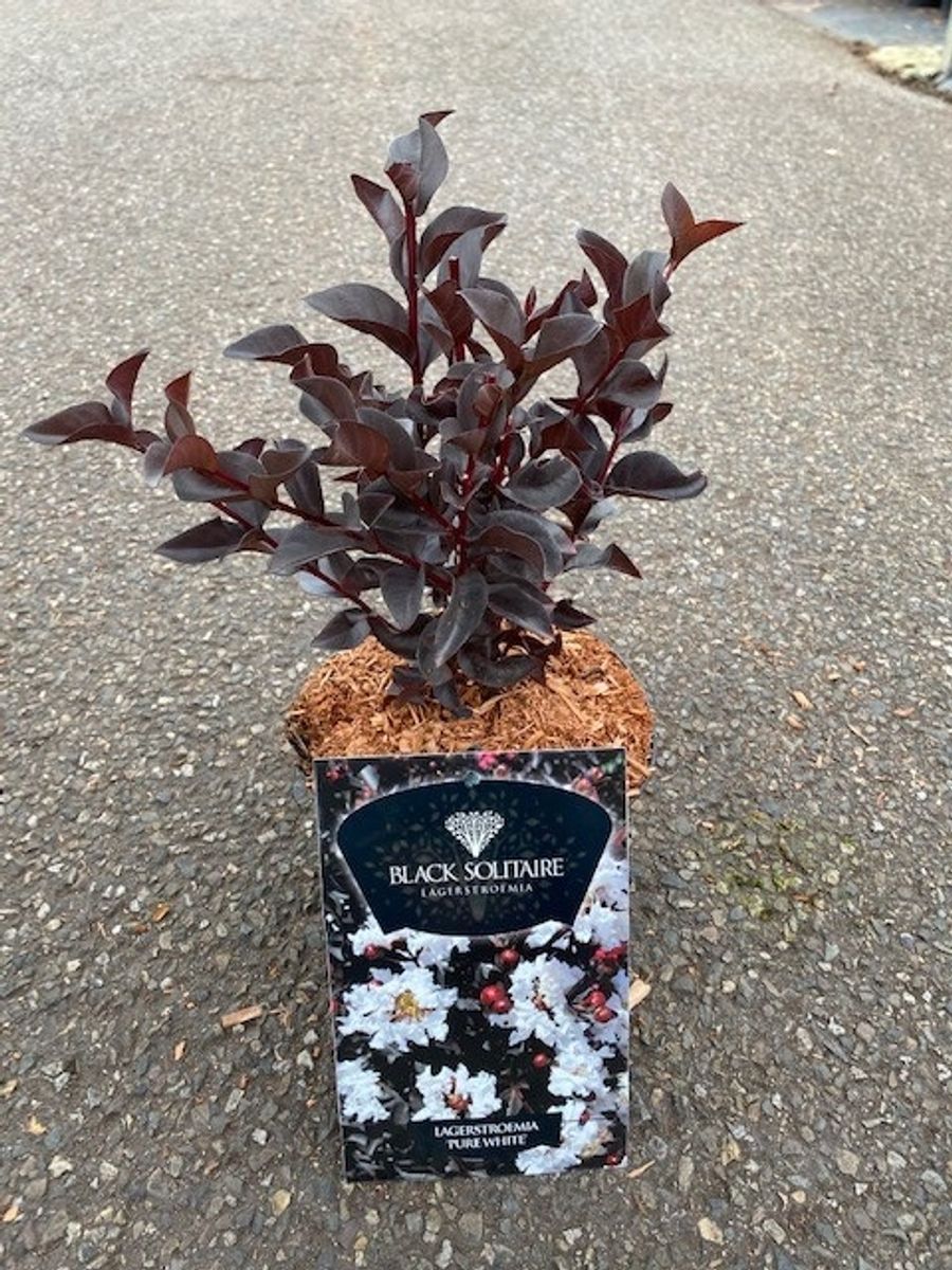 Lagerstroemia indica PURE WHITE — Plant Wholesale FlorAccess